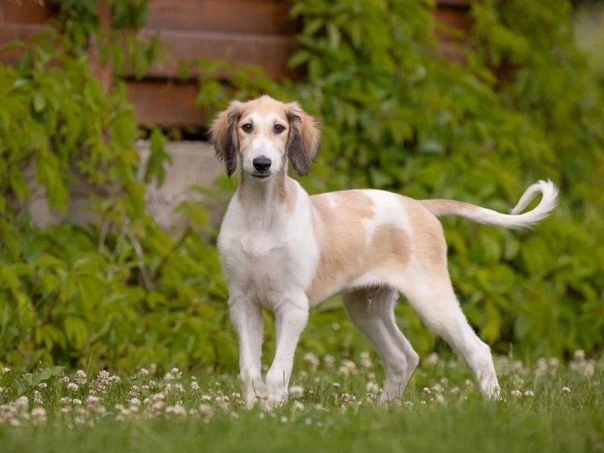 Щенок персидской борзой, салюки
