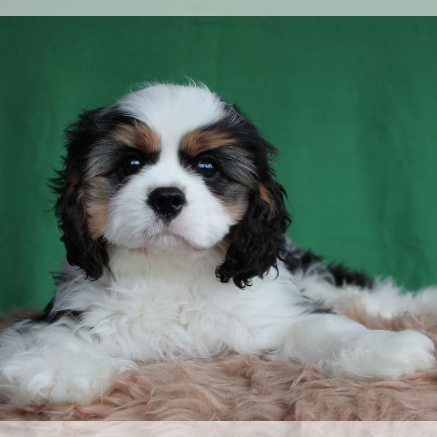 Кавалер кинг-чарльз-спаниель, щенок