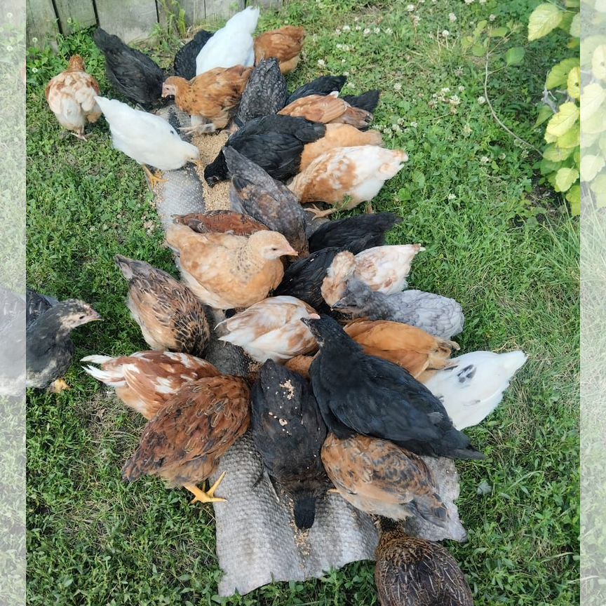 Продам цыплят