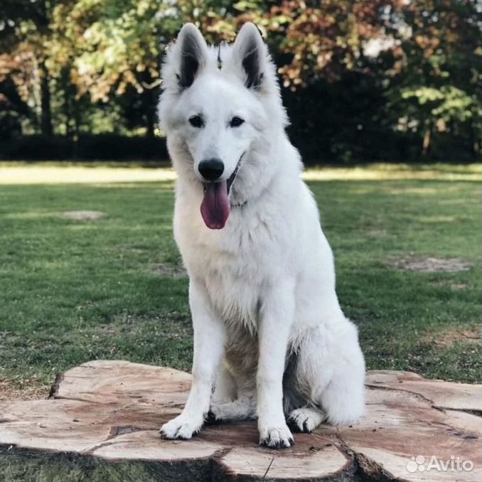 Швейцарская овчарка