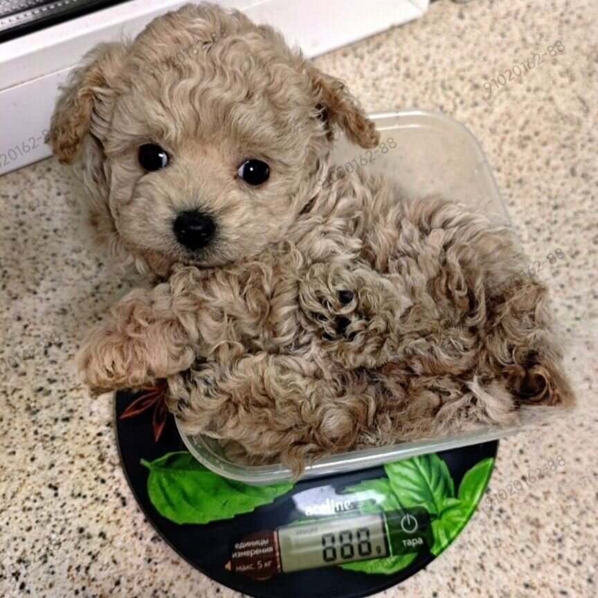 Мальтипу, щенок