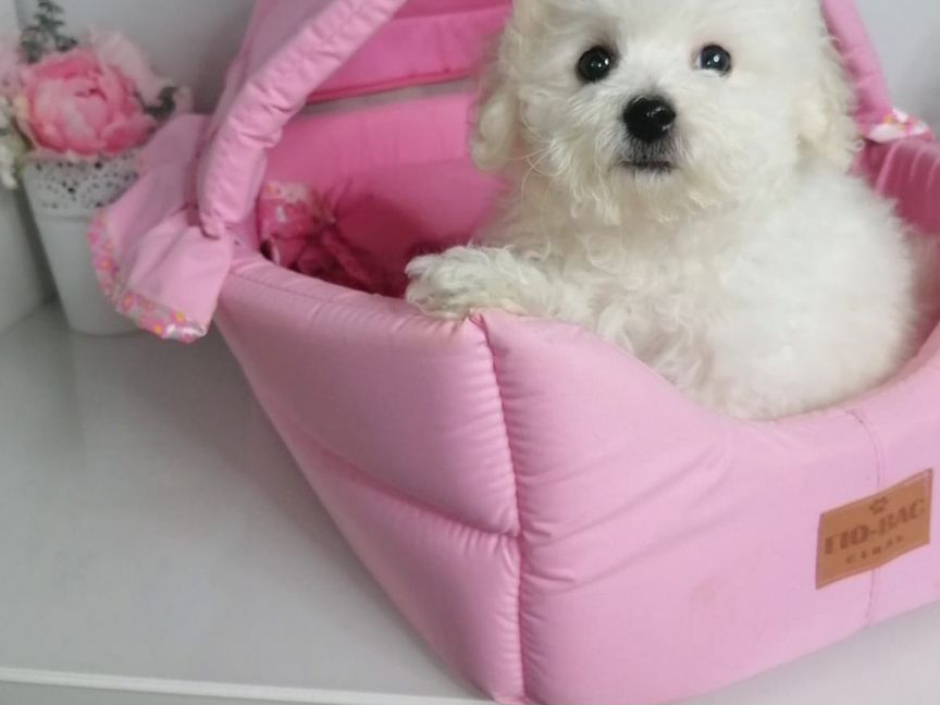 Мальчик Бишон фризе