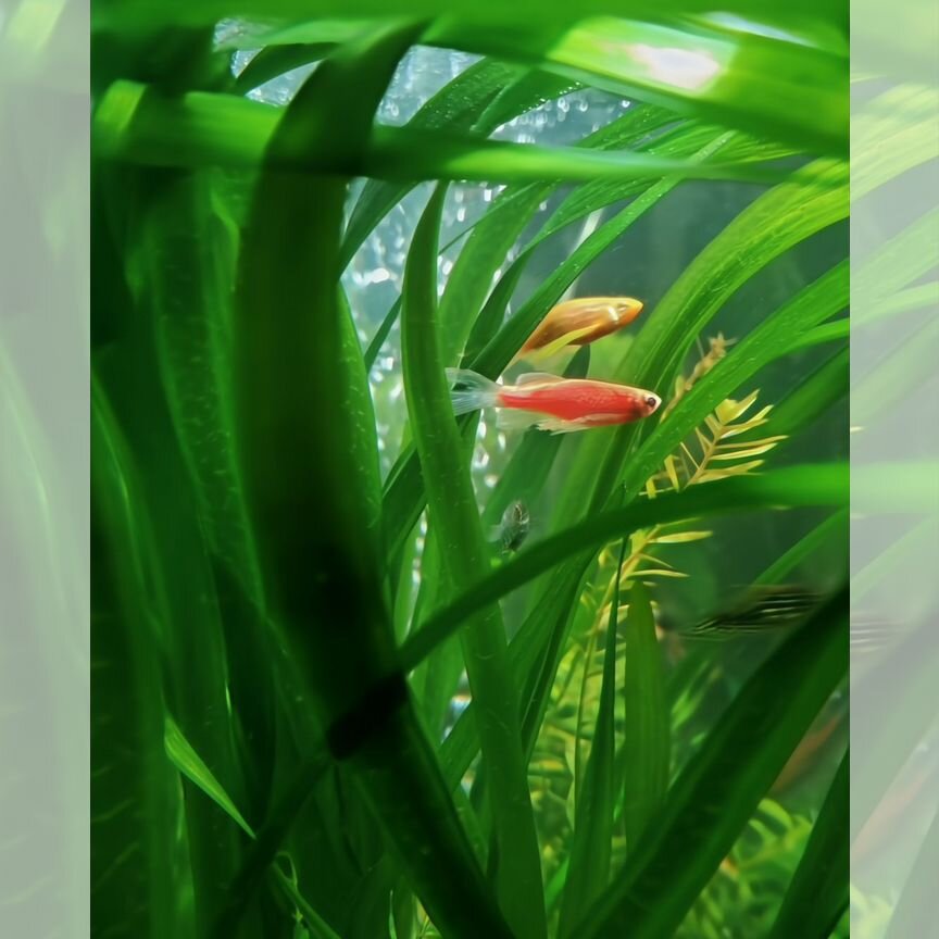 Аквариумные рыбки данио