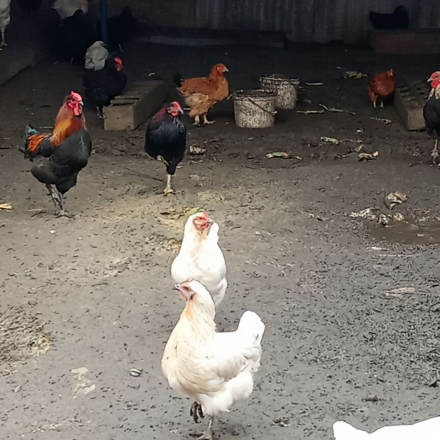 Молодые петушки и курочки молодки