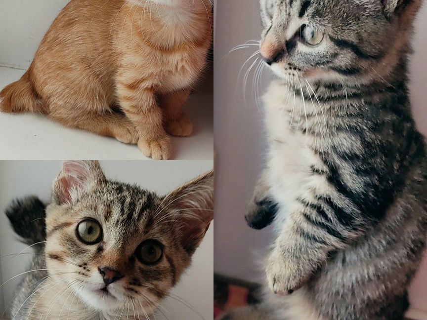 Котята Манчкин