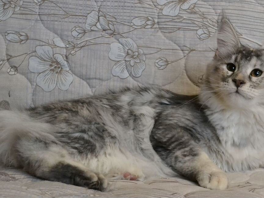 Девушка мейн-кун тиккинг на серебре