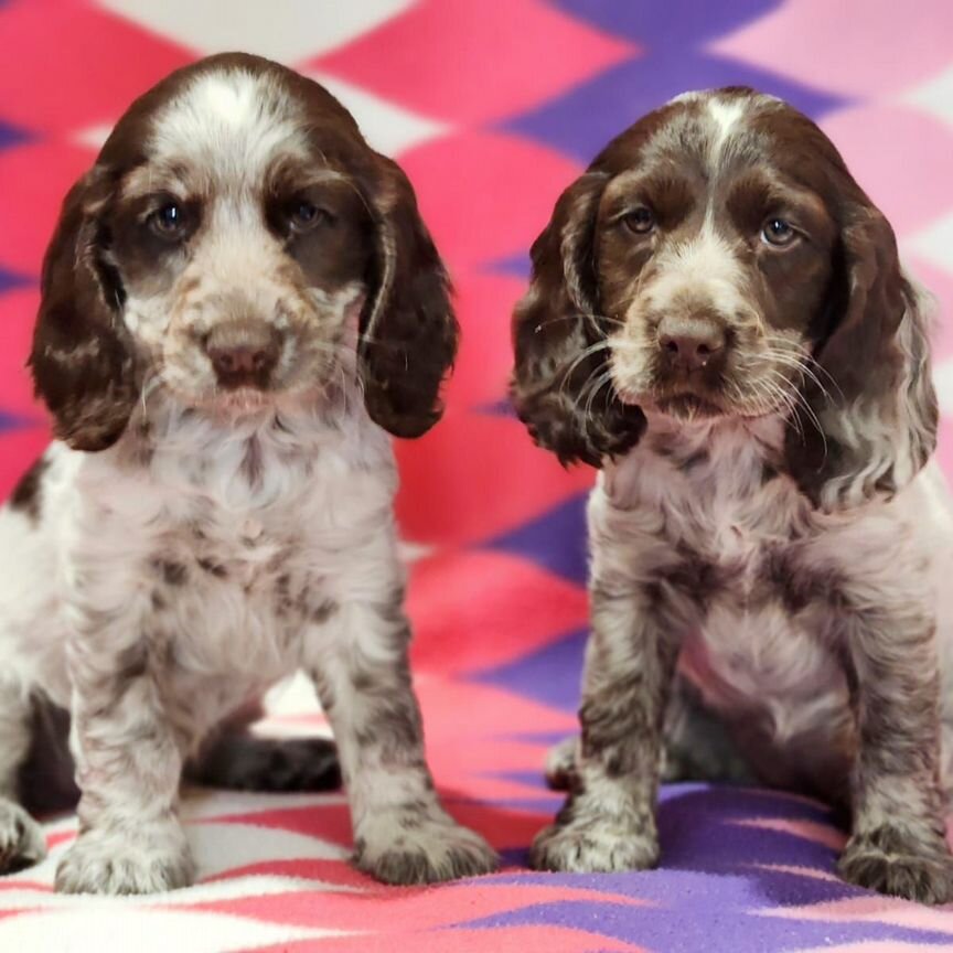 Коричневопегие рос