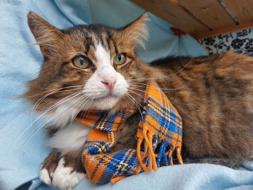 Котик