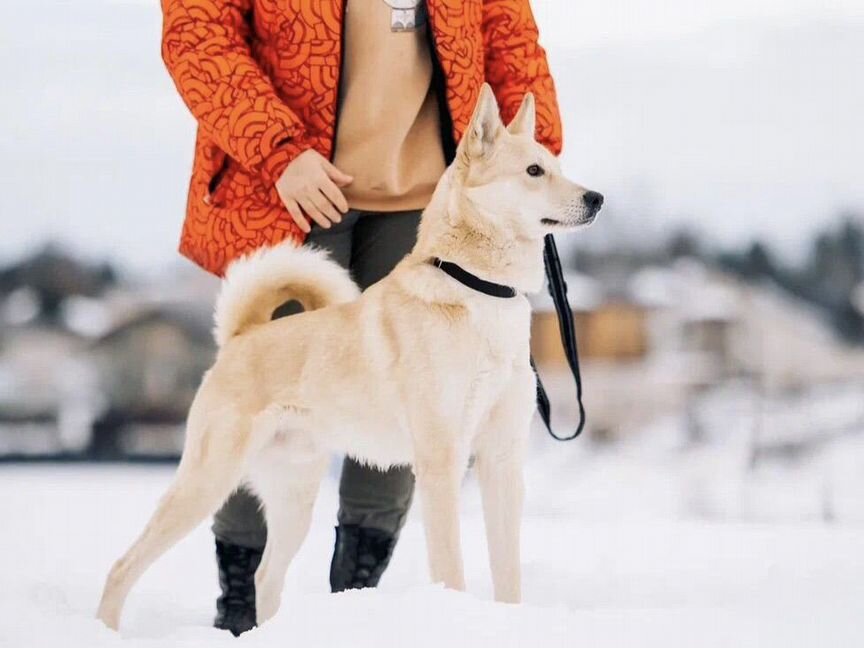 Лайка в добрые руки бесплатно