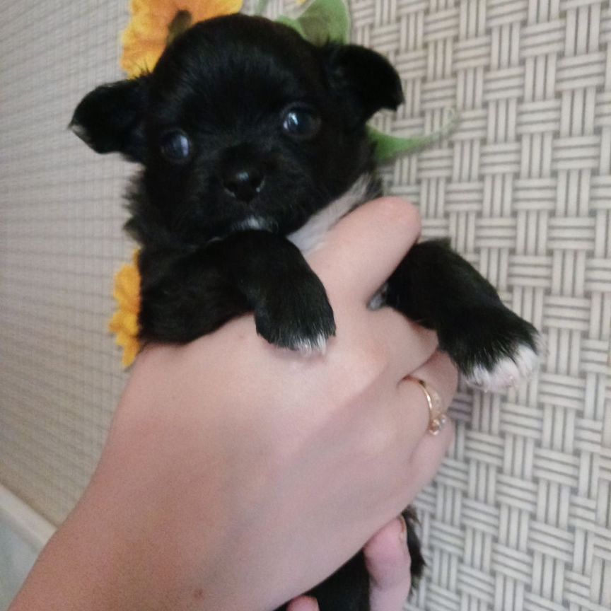 Чишки-малышки