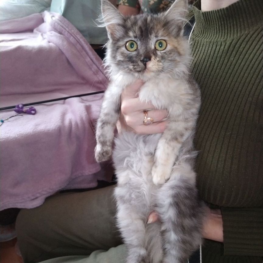 Милашка Ася, 3 мес. В добрые руки