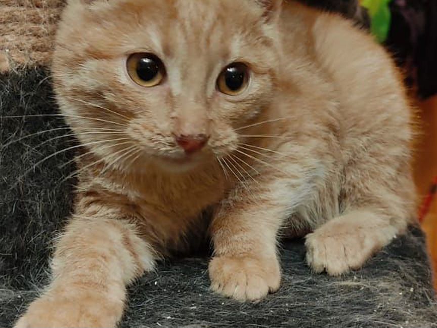 Рыжий котёнок
