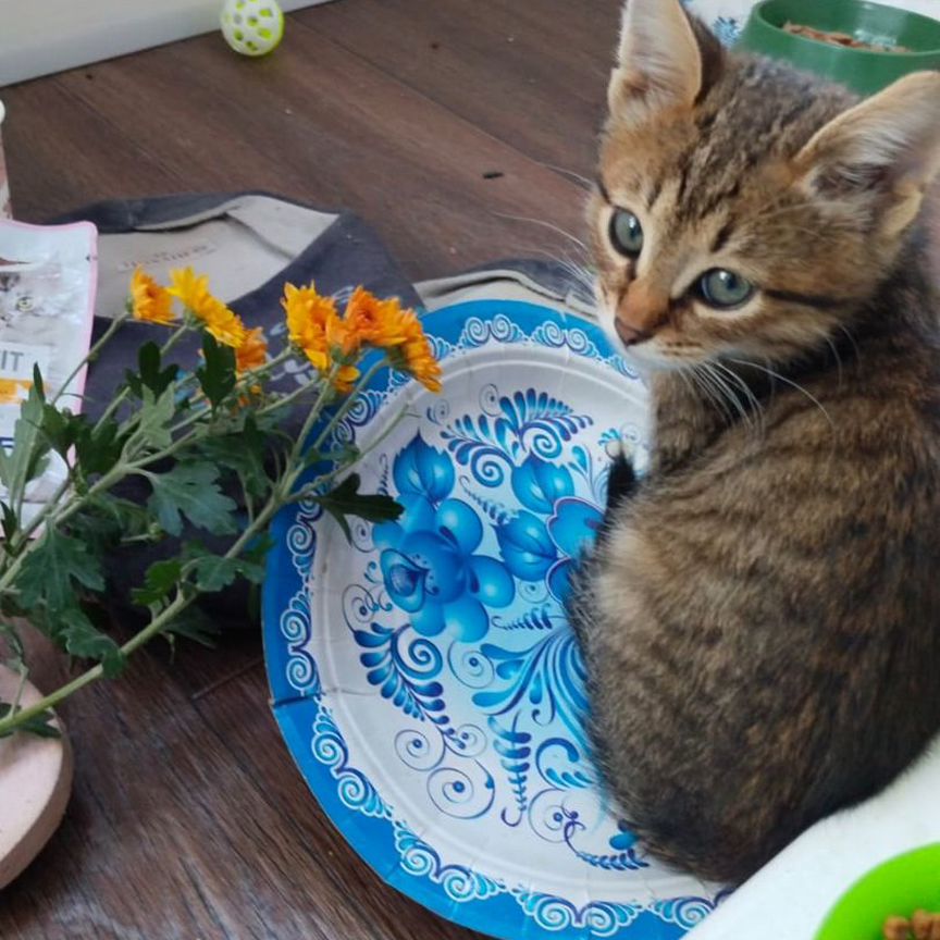 Котята в добрые руки