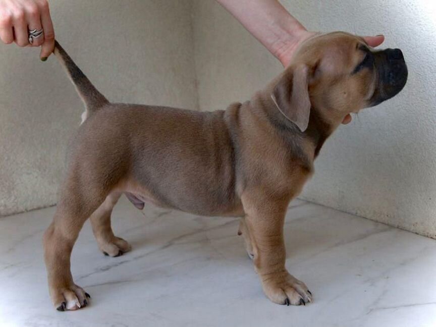 Американский булли (тип покет)