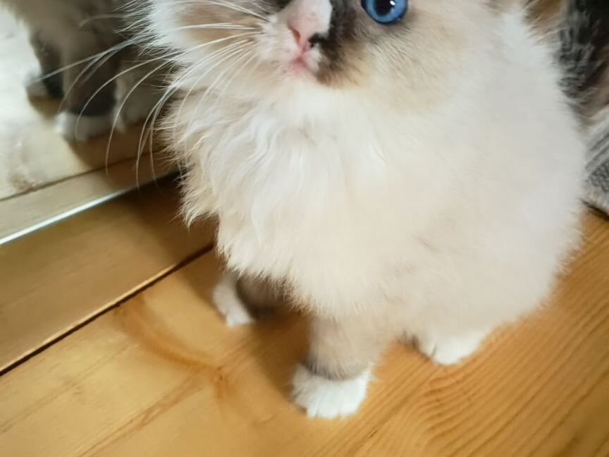 Котята рэгдолл, рэгдол