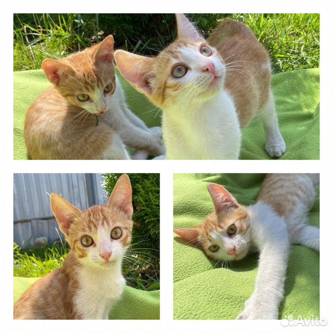 Солнечные мальчишки