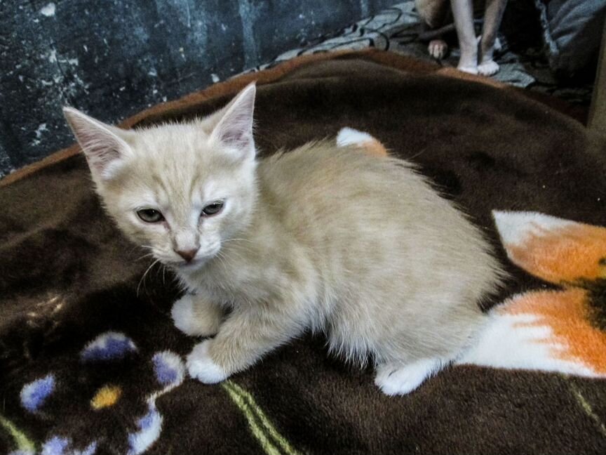 Донской сфинкс гладкошерстный котята