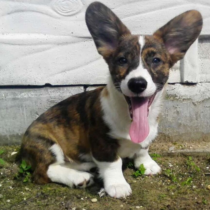 Вельш Корги Кардиган, щенок