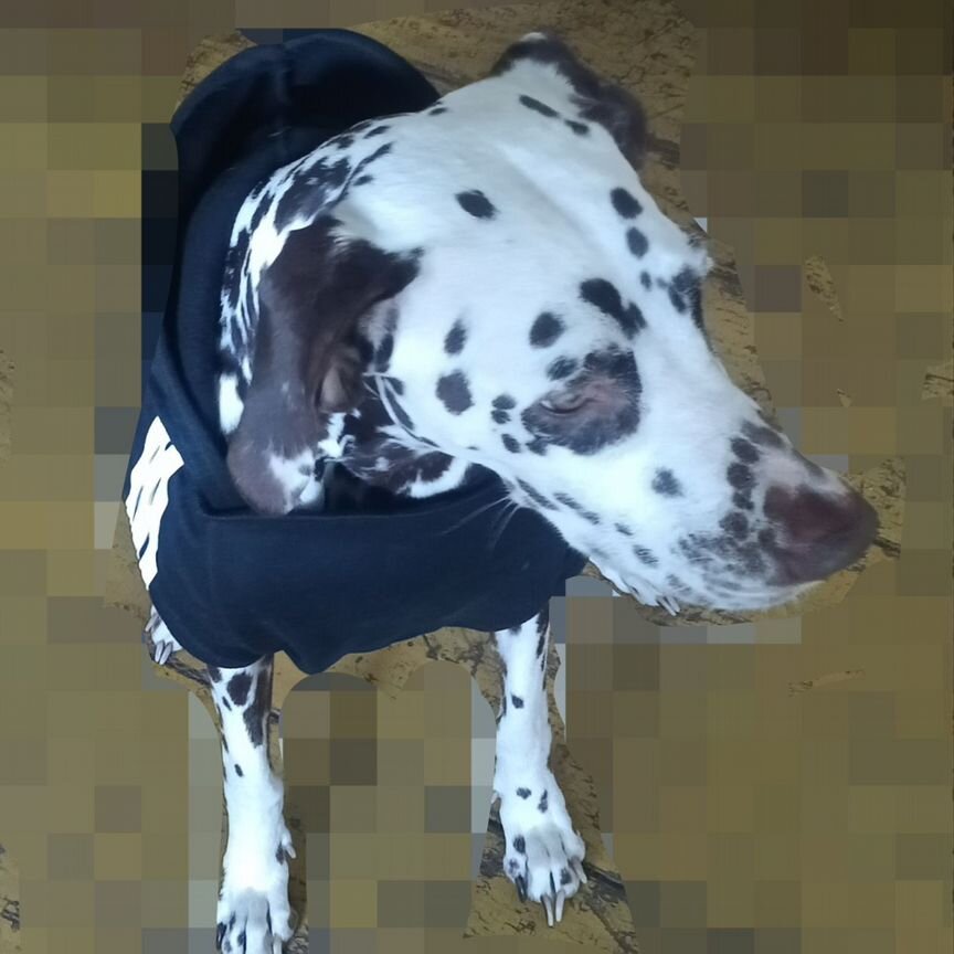 Долматин девочка, 4 года, вязка