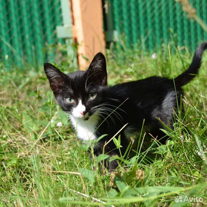 Котенок котик Ричик 2.5 месяца