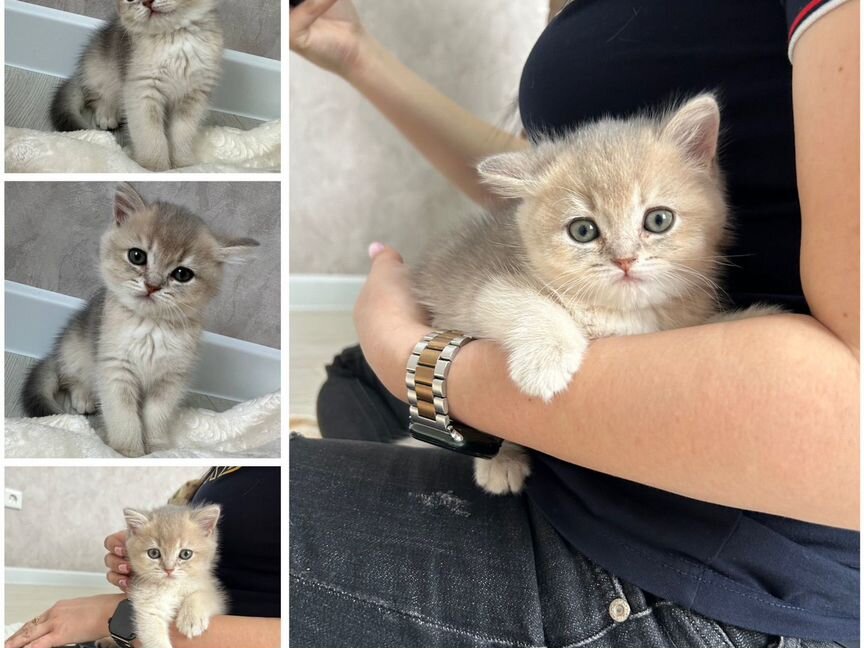 Шотландские котята
