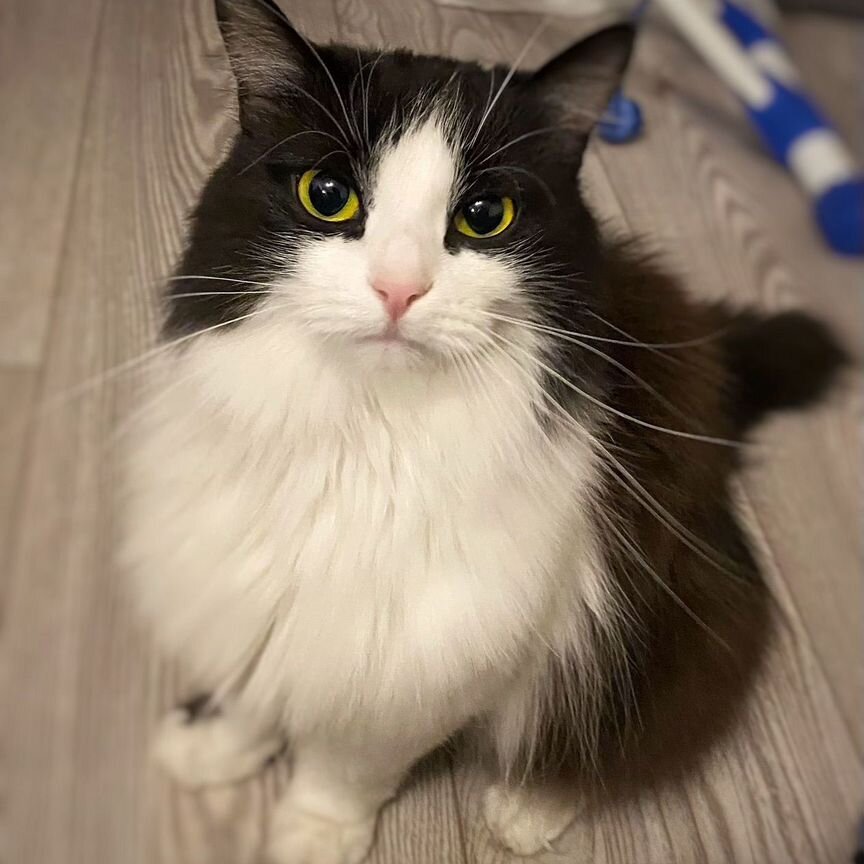 Кошка булочка бесплатно