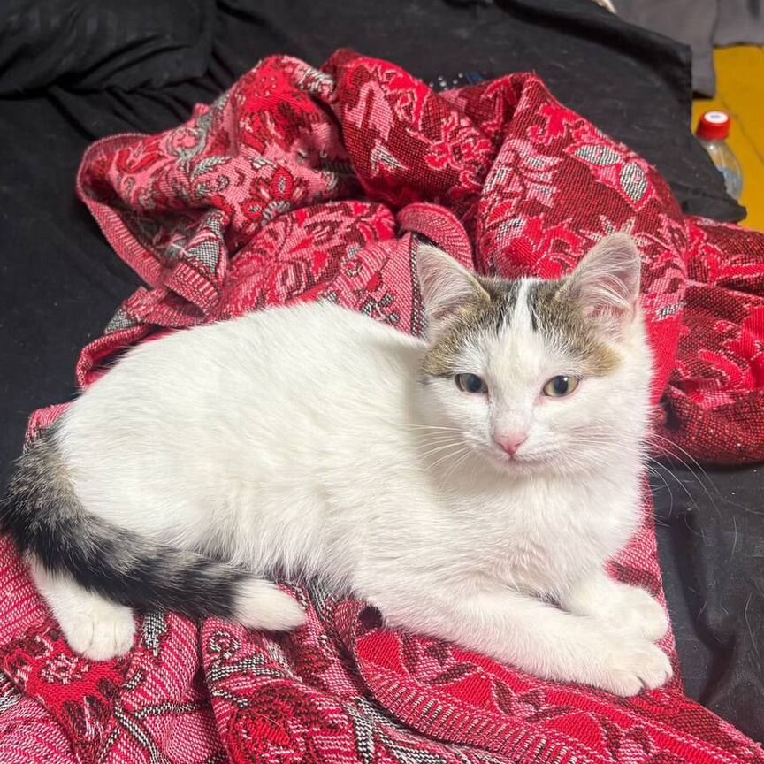 Котёнок в добрые руки