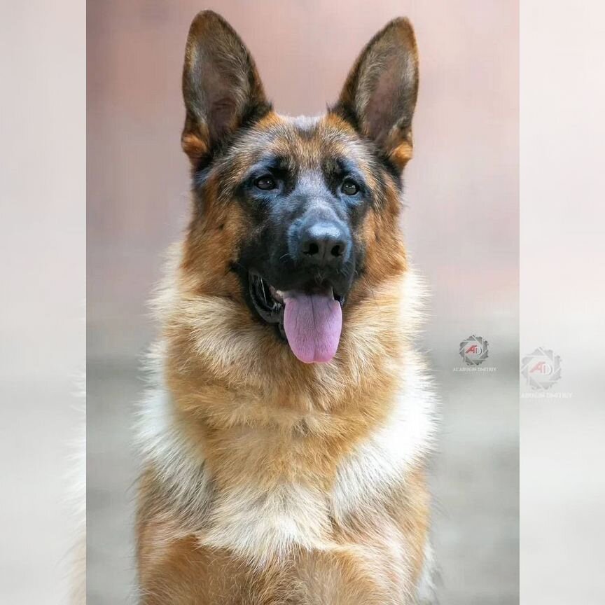 Немецкая овчарка вязка