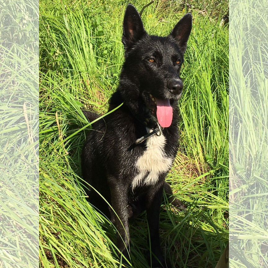 Восточноевропейская овчарка, взрослый пёс