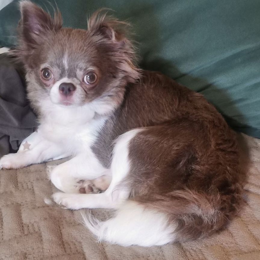 Чихуахуа, взрослая собака