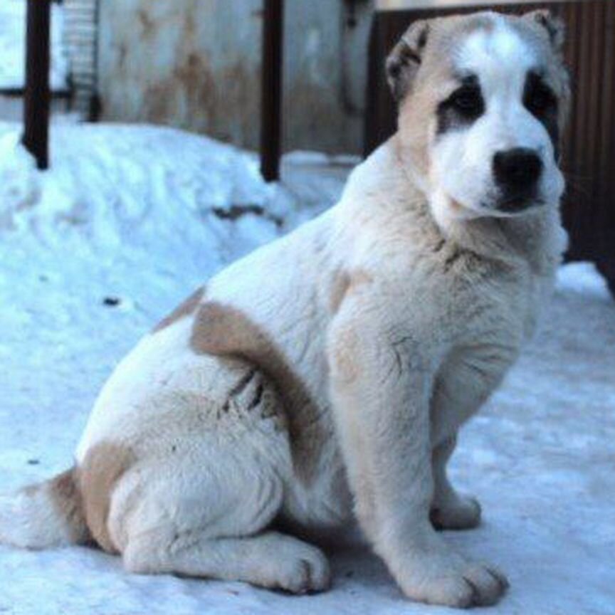 Отличные щенки Алабая