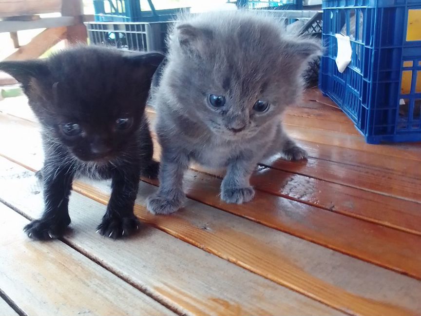 Котята в поселке Юго-камский