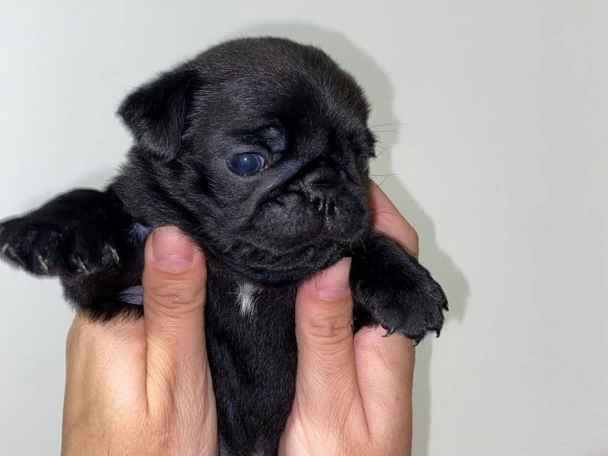 Щенки мопса