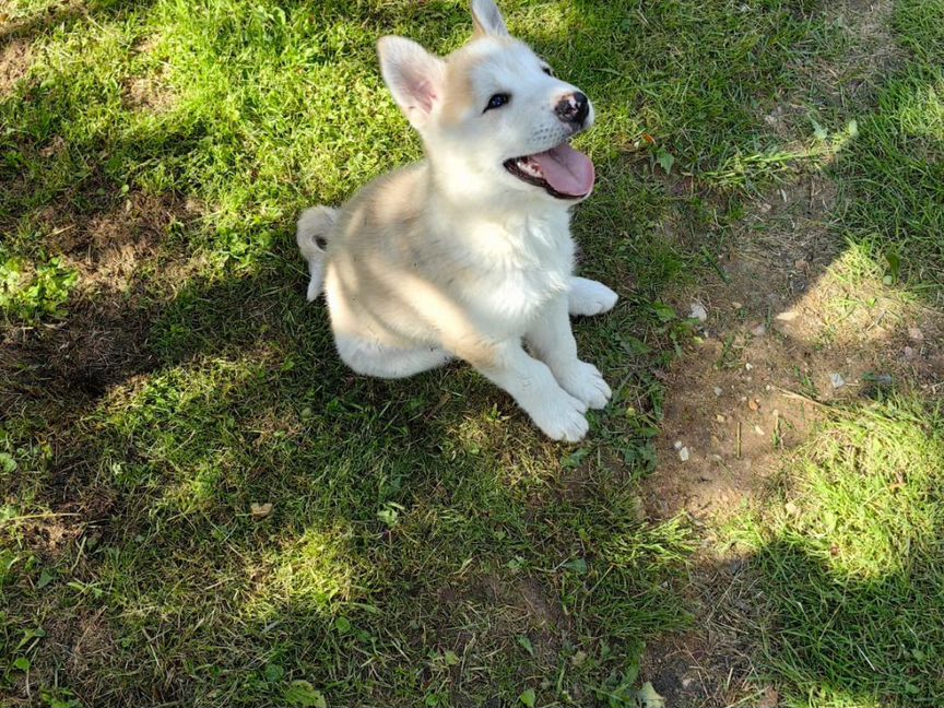 Щенок в добрые руки бесплатно