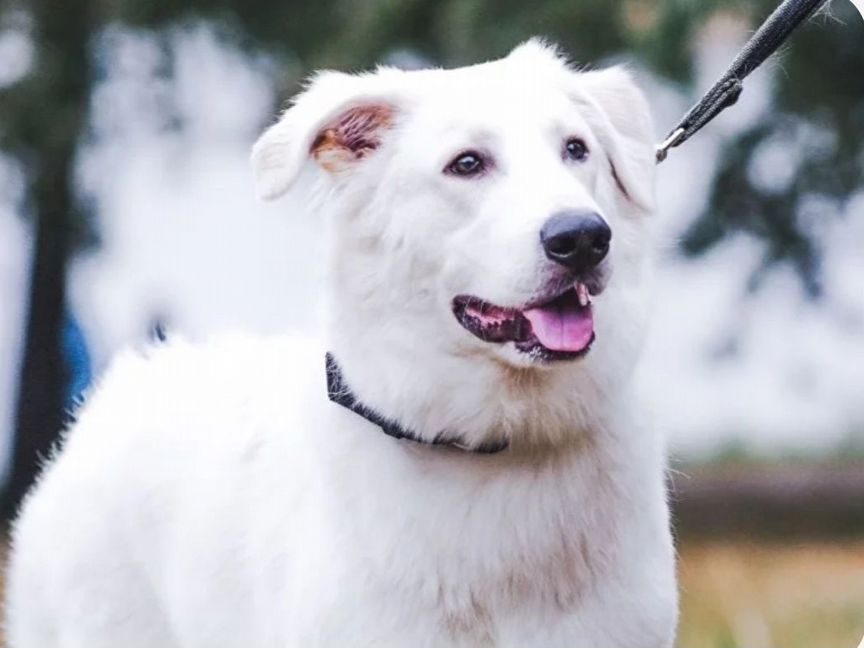 Стёпа хочет домой