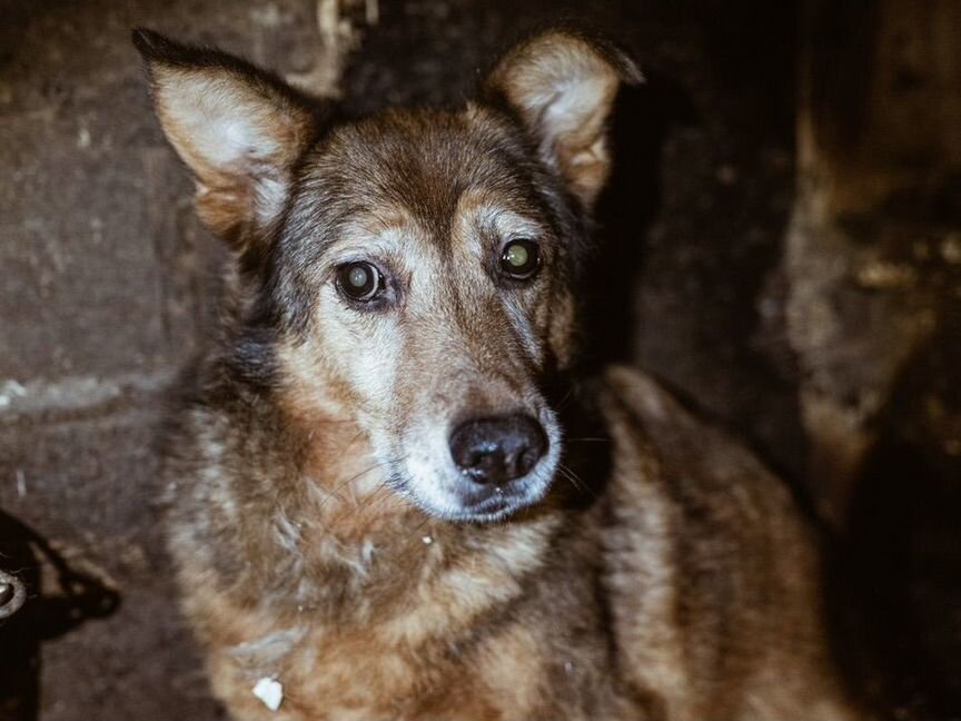 Собака в добрые руки