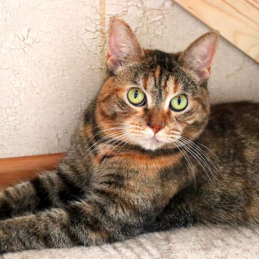 Красивая кошечка