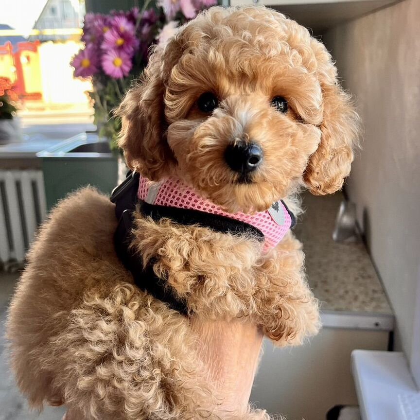 Той-пудель, щенок