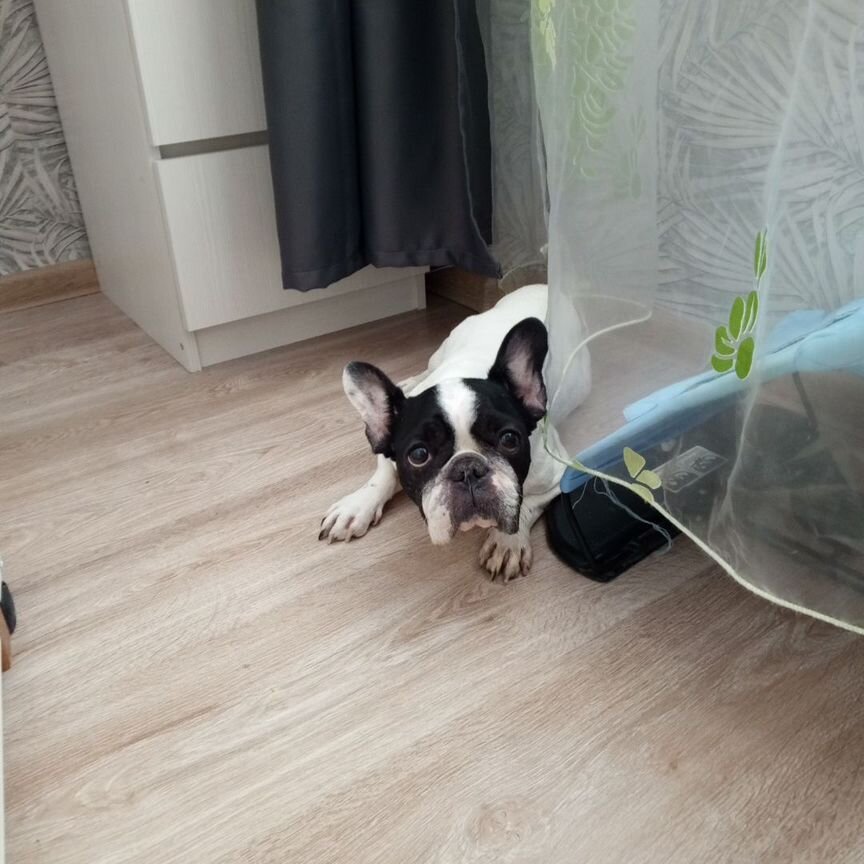 Французский бульдог