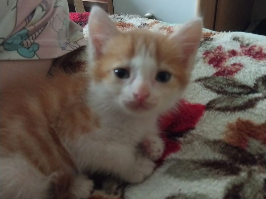 Котята в добрые руки бесплатно