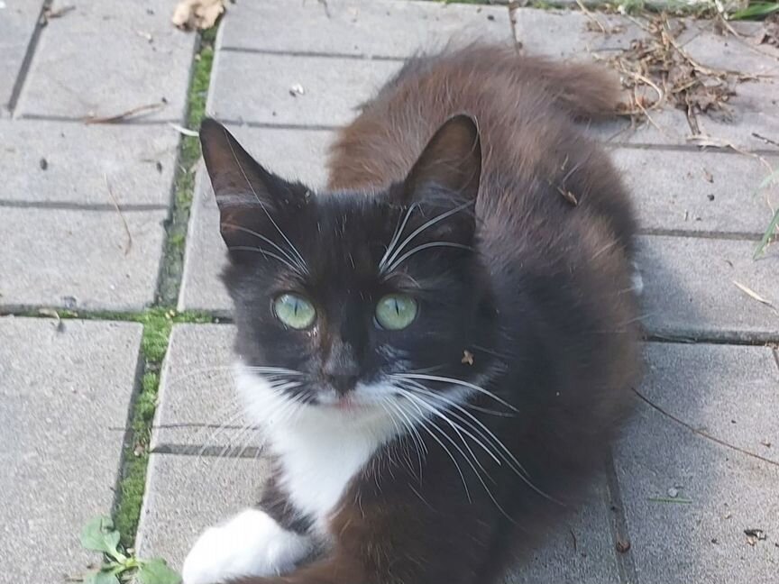 Очаровательная и ласковая кошечка 5-6 месяцев