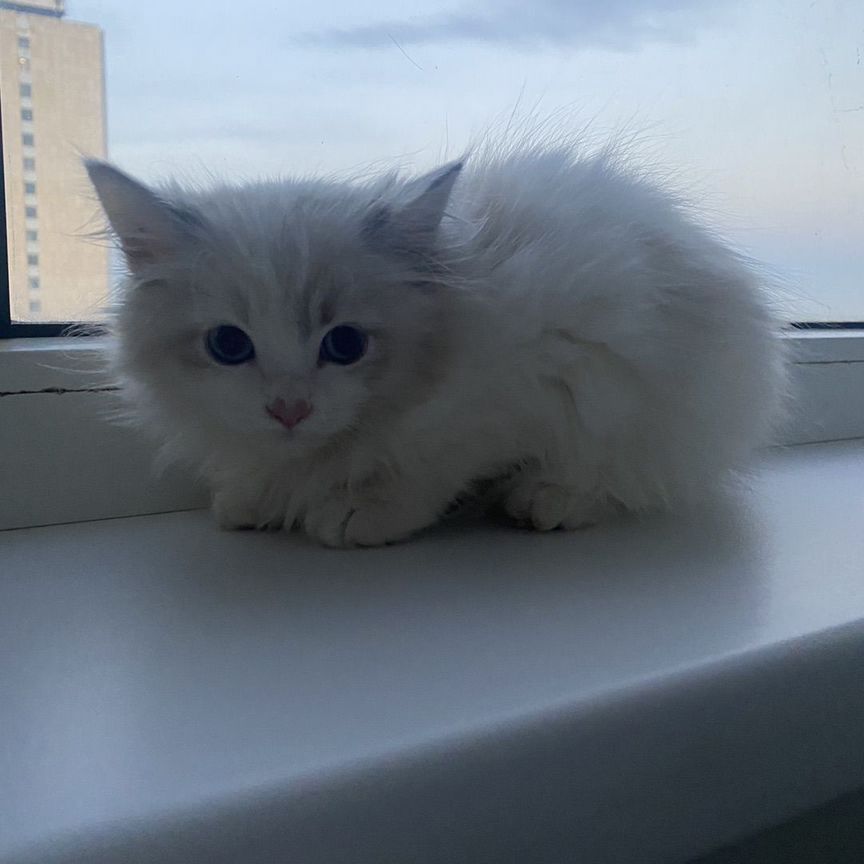 Котенок девочка
