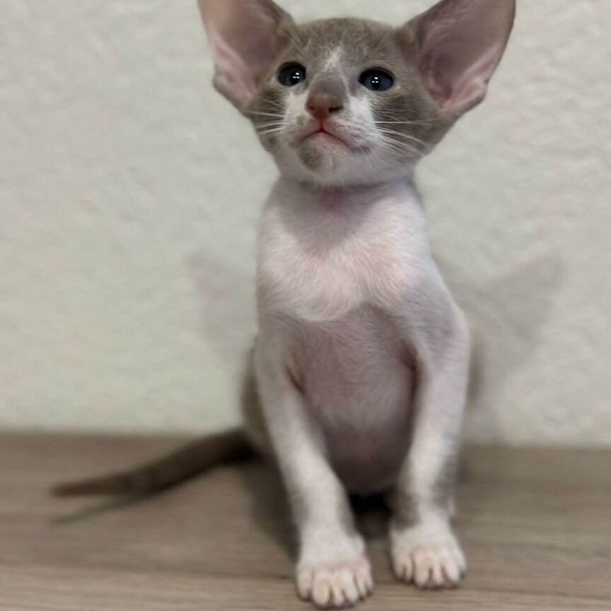 Ориентальная красотка