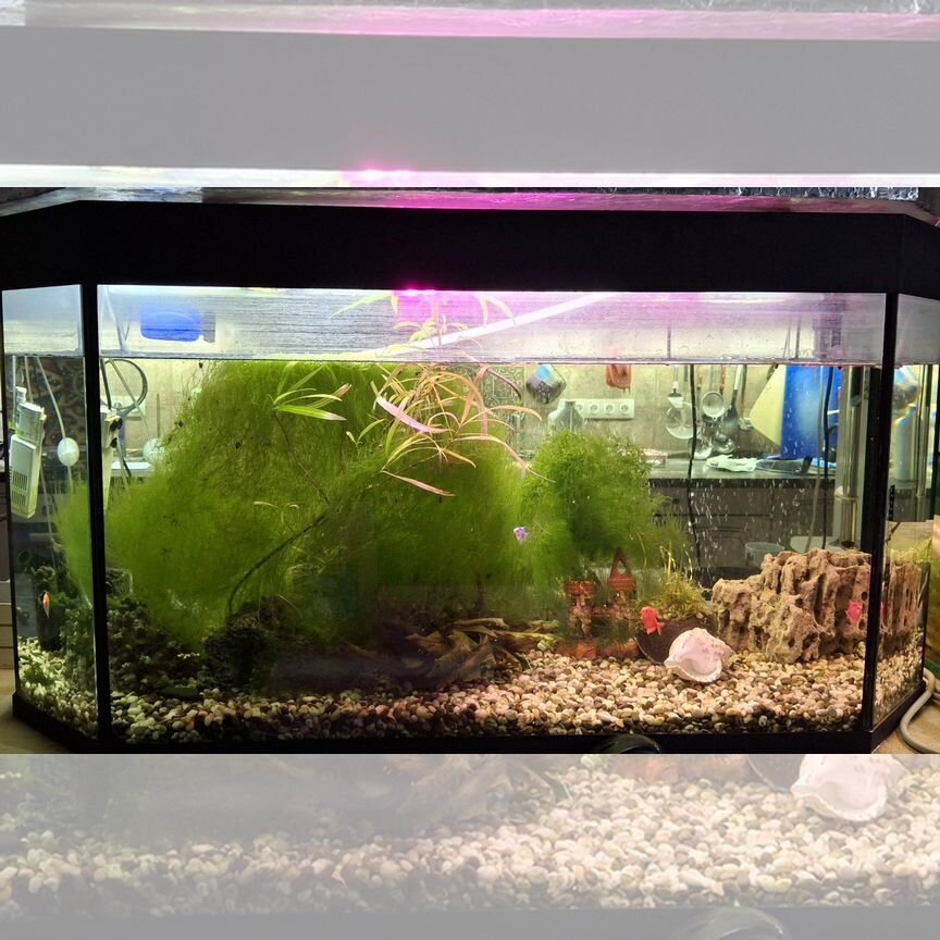 Аквариумные рыбки,аквариум