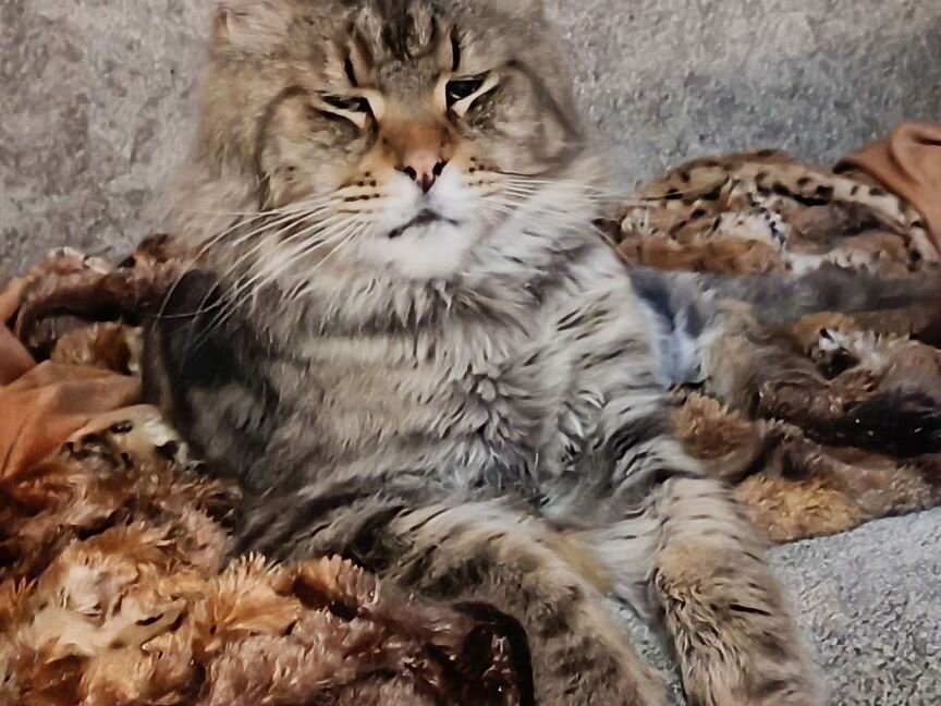 Кот мейн-кун в добрые ответственные ручки