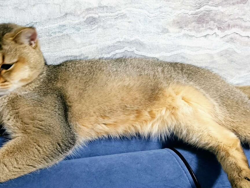 Продам породистого котика