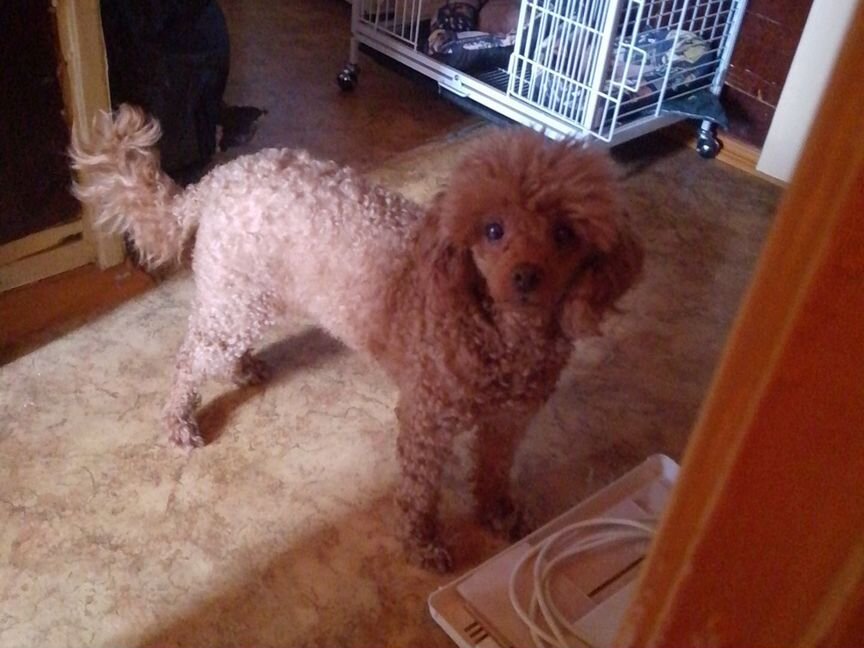 Пудель карликовый девочка