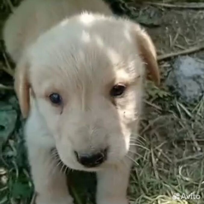 Щенки помесь с лабрадором