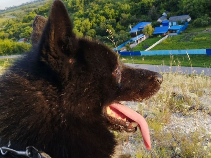 Руско европейские лайки