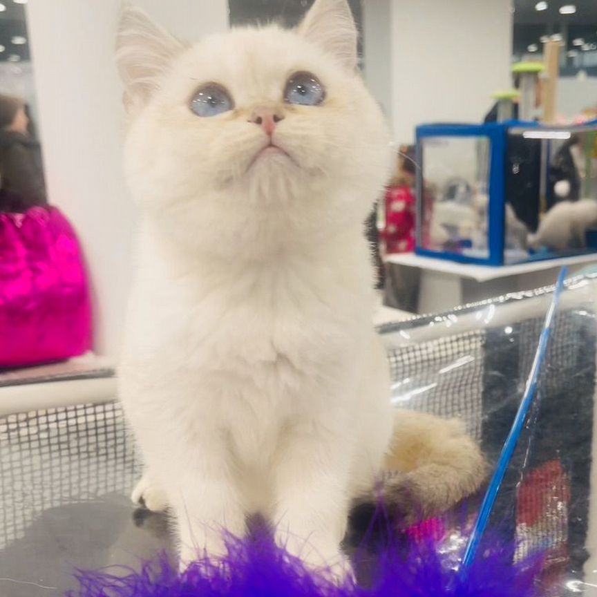 Шотландский котик золотой шиншилла колор пойнт